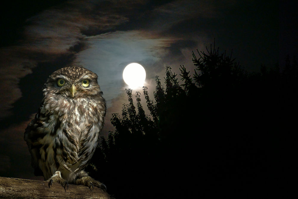 Рекламное агентство Kauz Digital